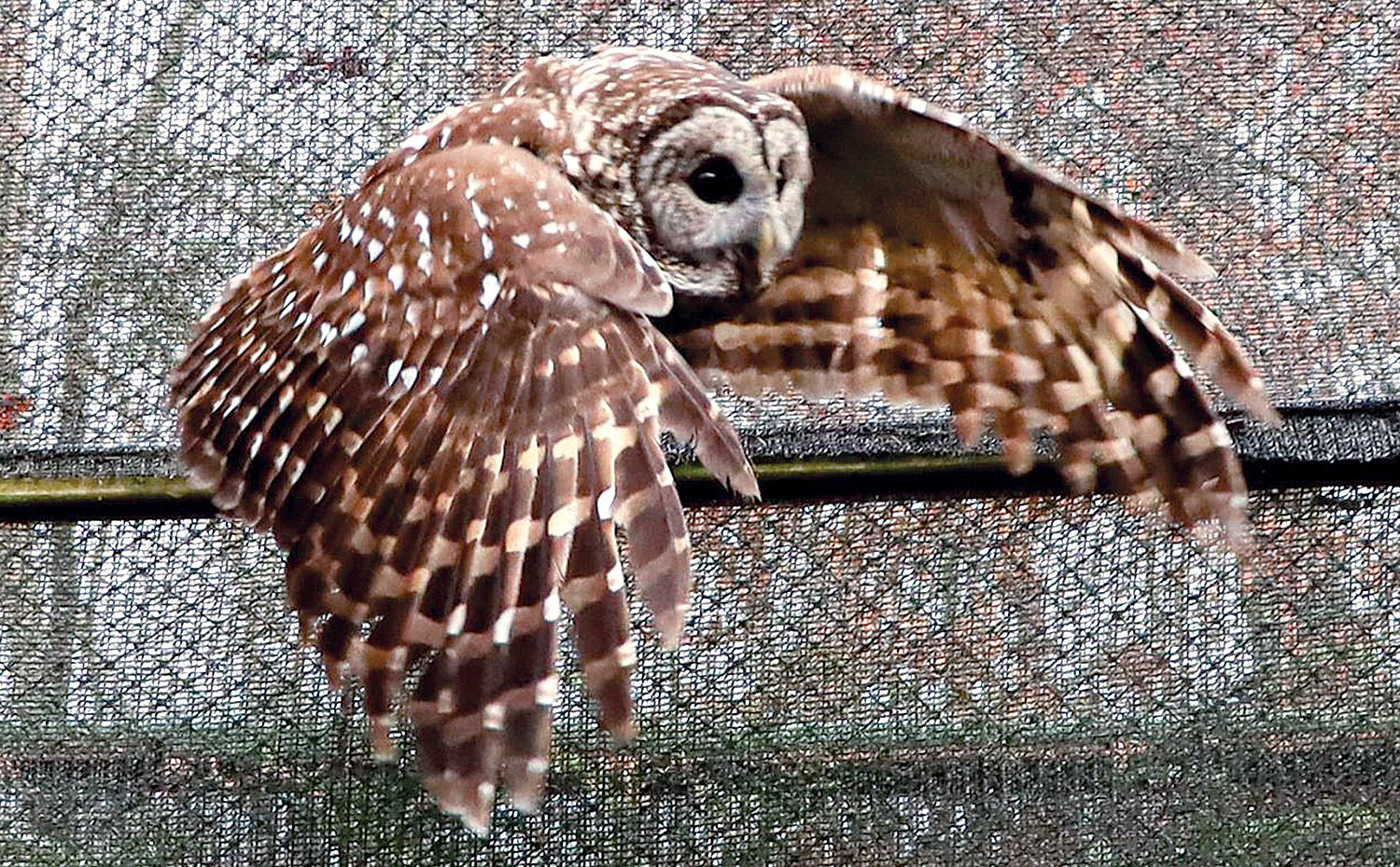 W.Va. Raptor Center | News, Sports, Jobs - The Intermountain